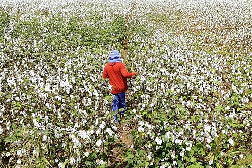 VIDEO | Transgenic soybean and cotton displaces families at | Geral